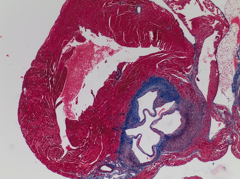 Histology Services - Biomedcode